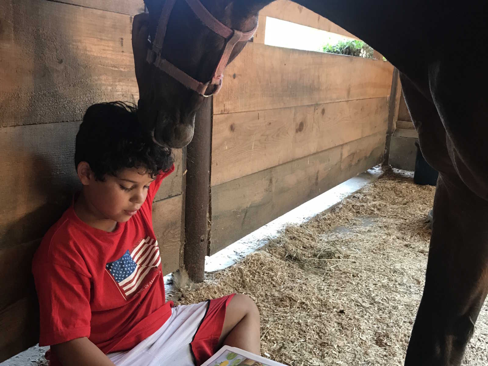 Farm animal therapists help children overcome trauma – Love What Matters
