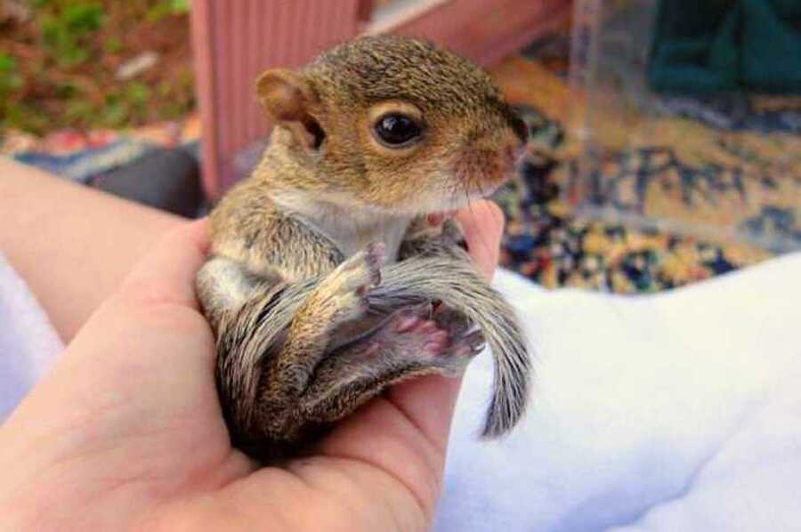 My Wholesome Photoshoot To Celebrate Rehabilitated Baby Squirrel – Love ...