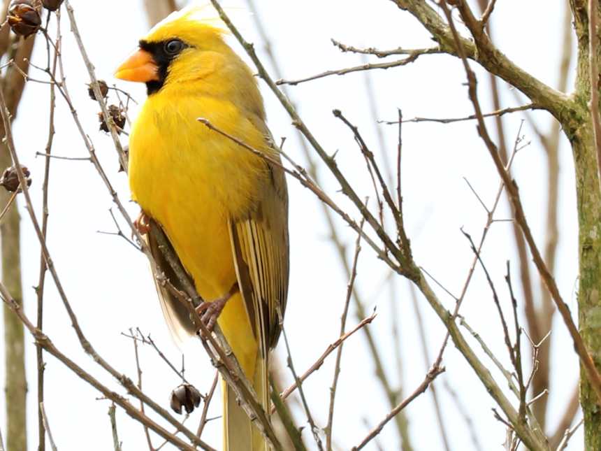 ‘One-in-a-million’ yellow cardinal spotted in woman’s backyard, has ...
