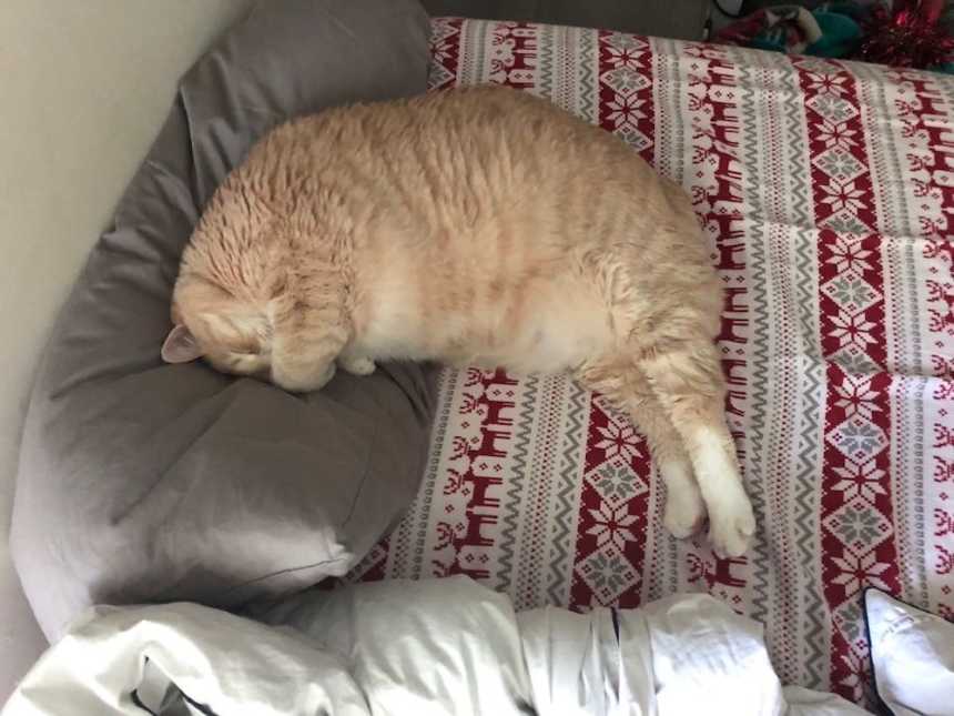 I Adopted A 33-Pound Cat – Love What Matters