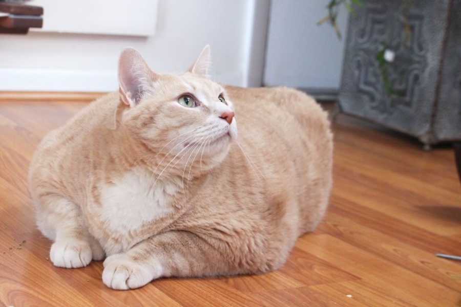 I Adopted A 33-Pound Cat – Love What Matters