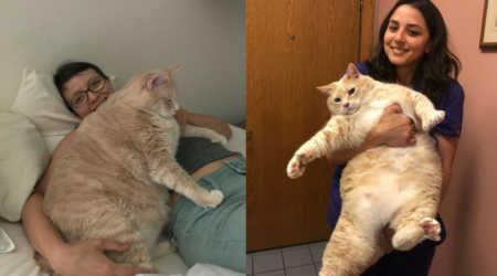 I Adopted A 33-Pound Cat – Love What Matters