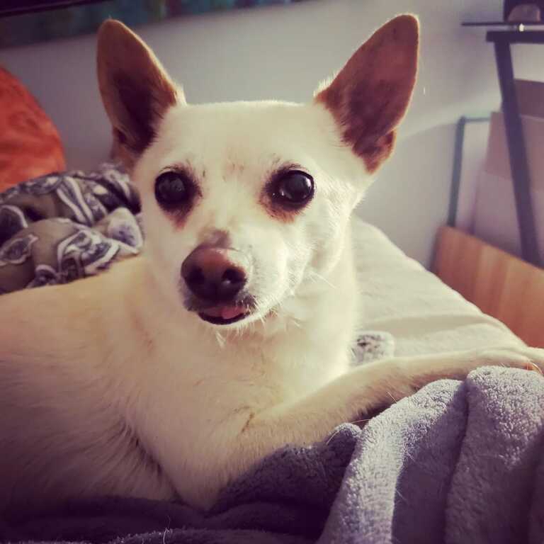 ‘I’ve never seen a more skittish, petrified dog. We wondered if we’d ...