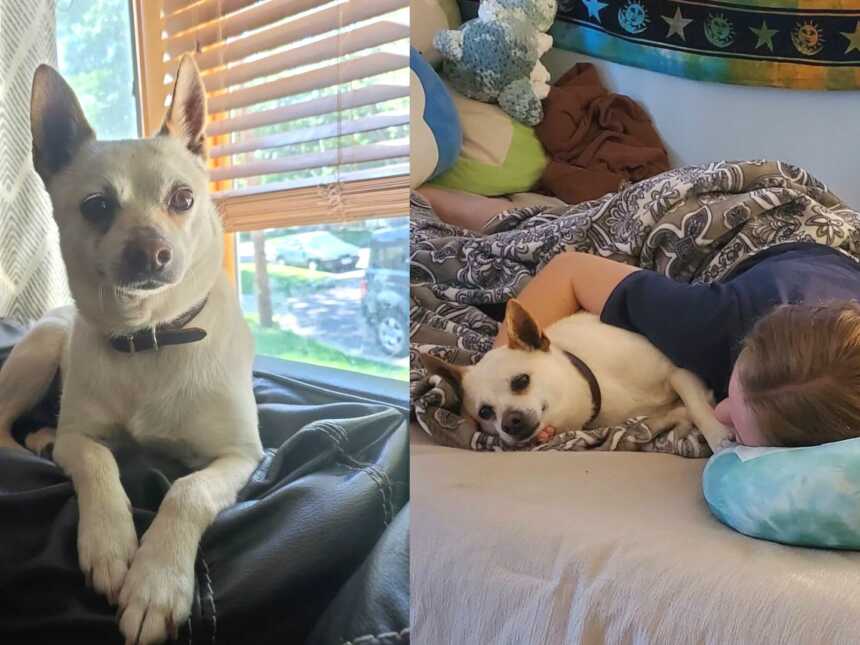 Pet Stories – Love What Matters